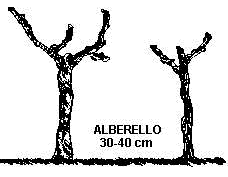 VINO IN RETE - Viticoltura